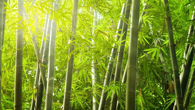 Para que sirve el Bambú Tabashir