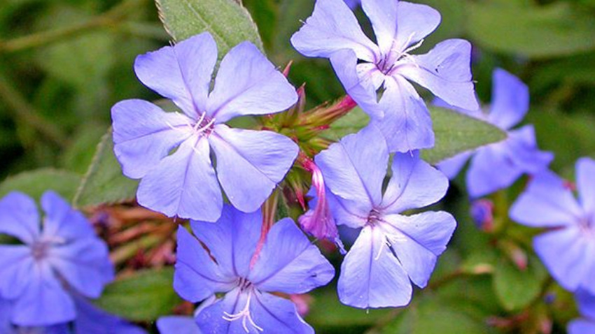 Cerato Flores de Bach: intuición y confianza