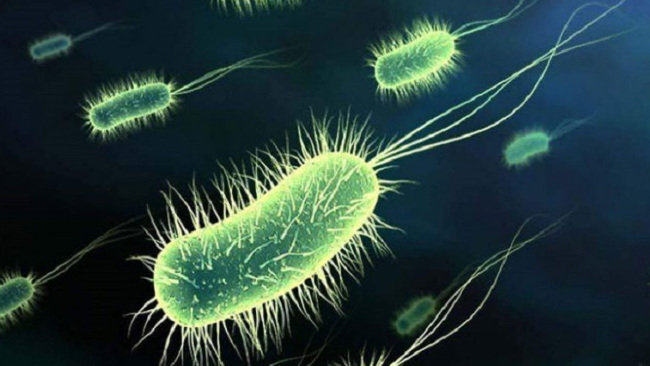 Para que sirve la E. Coli