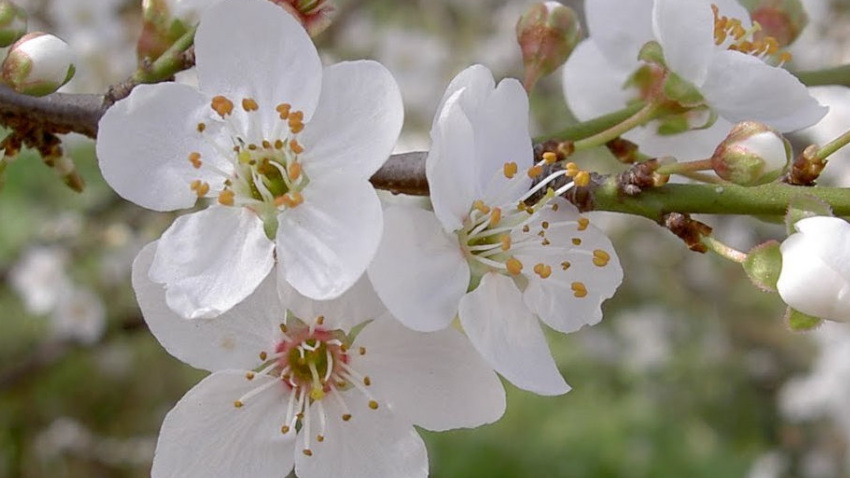 Flores de Bach: Cherry Plum-Cerasifera (Prunus Cerasifera)