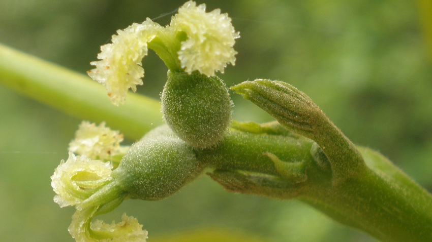 Walnut Flores de Bach: cambios y protección