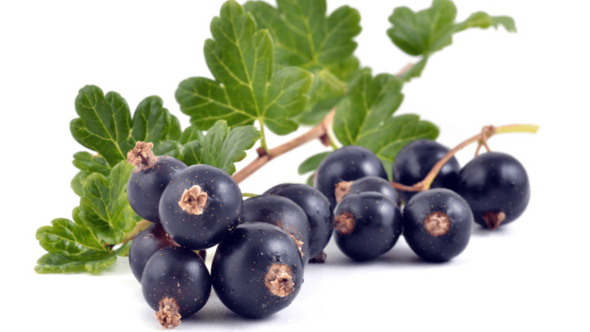 Para que sirve el Grosellero Negro