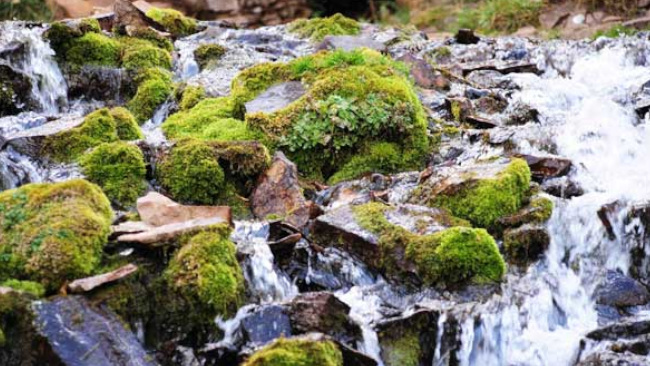 Para que sirve la Flor de Bach Rock Water