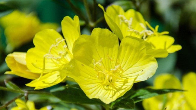 La Prímula: Usos, Beneficios y Contraindicaciones