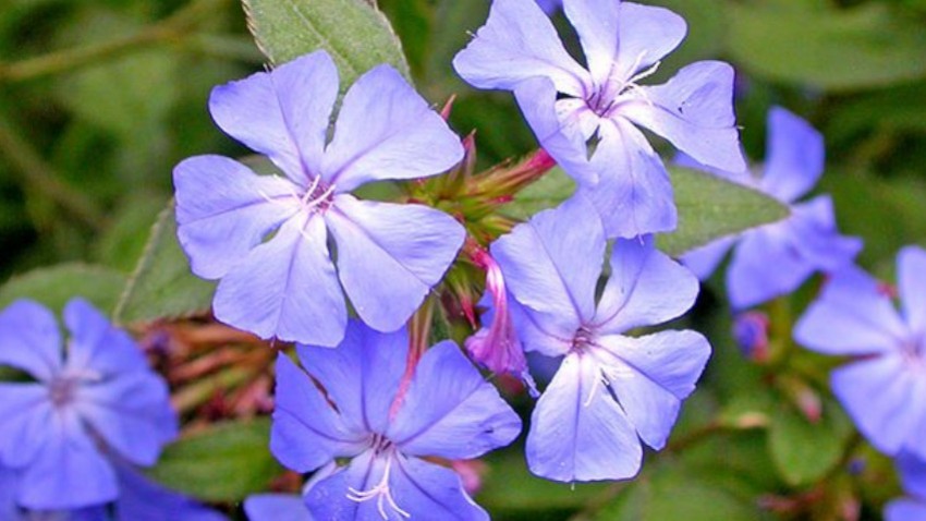Cerato Flores de Bach: intuición y confianza