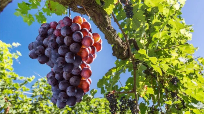 Vid roja: Usos, Beneficios y Contraindicaciones