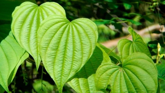 Para que sirve el Wild Yam